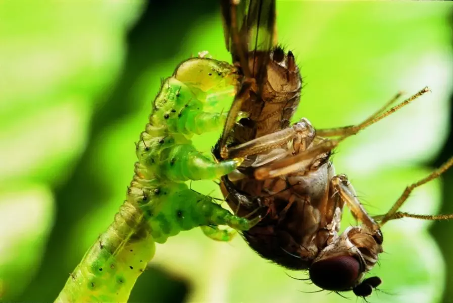 অসিদ্ধ হত্যাকারী