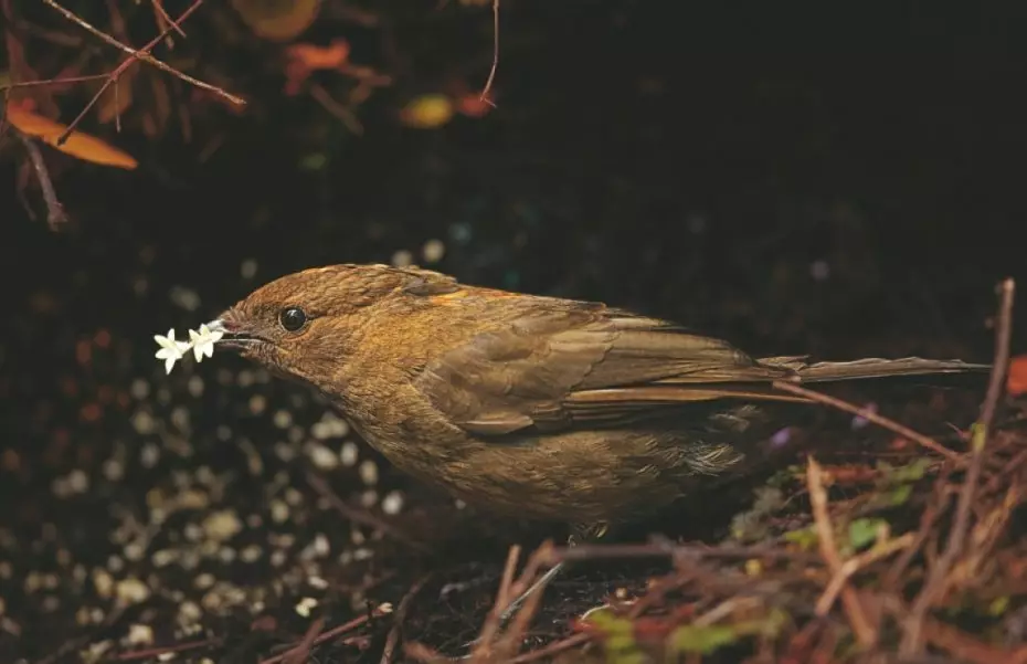 ಒಂದು ಹಾಲಿನಲ್ಲಿ ಪ್ಯಾರಡೈಸ್