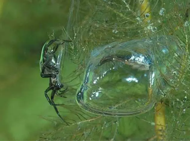العناكب مع "جهاز التنفس تحت الماء"