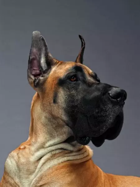 犬の協会のクリーム：サラブレッド犬の遺伝子が人々を助ける