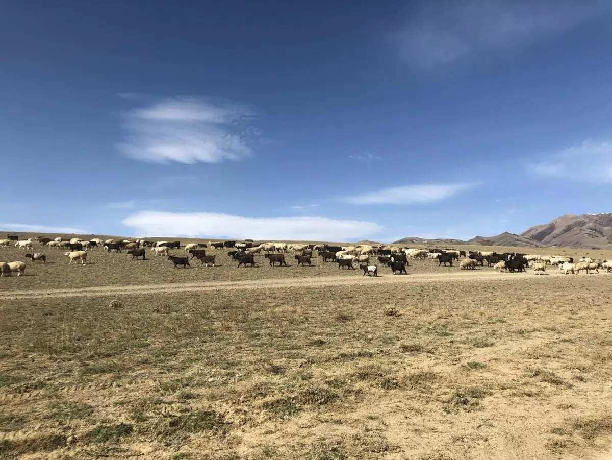 Mennyi ideig tart az ősi lakosok Altai háziasított juhok?