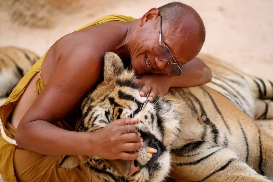 Tiger monasteru