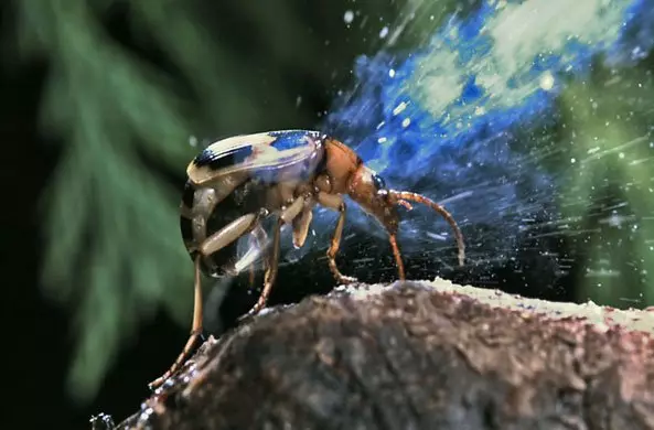 Бръмбарите-Scomber