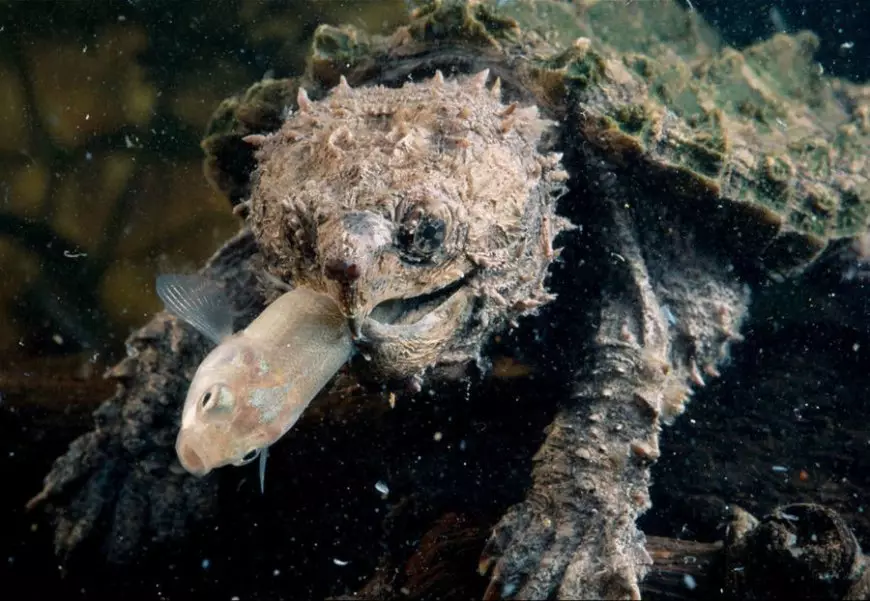 Litšoantšo tse sa tloaelehang tsa prita Turtle: Video