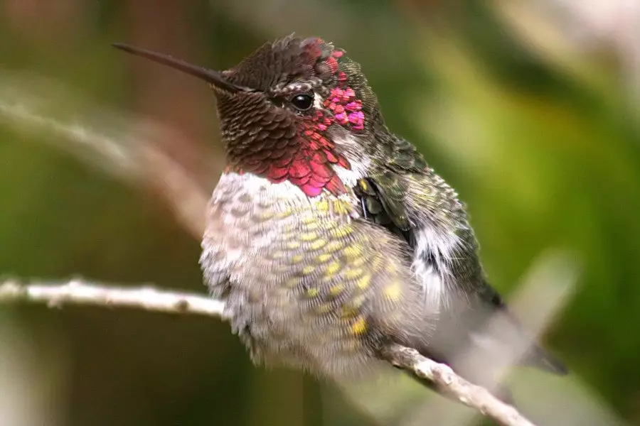 L-iżgħar Bird.