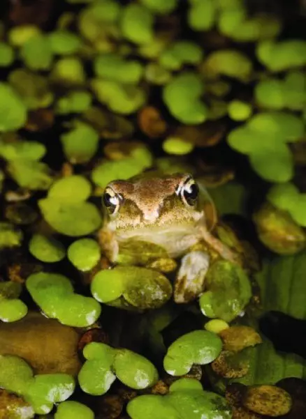 In una piscina tranquilla