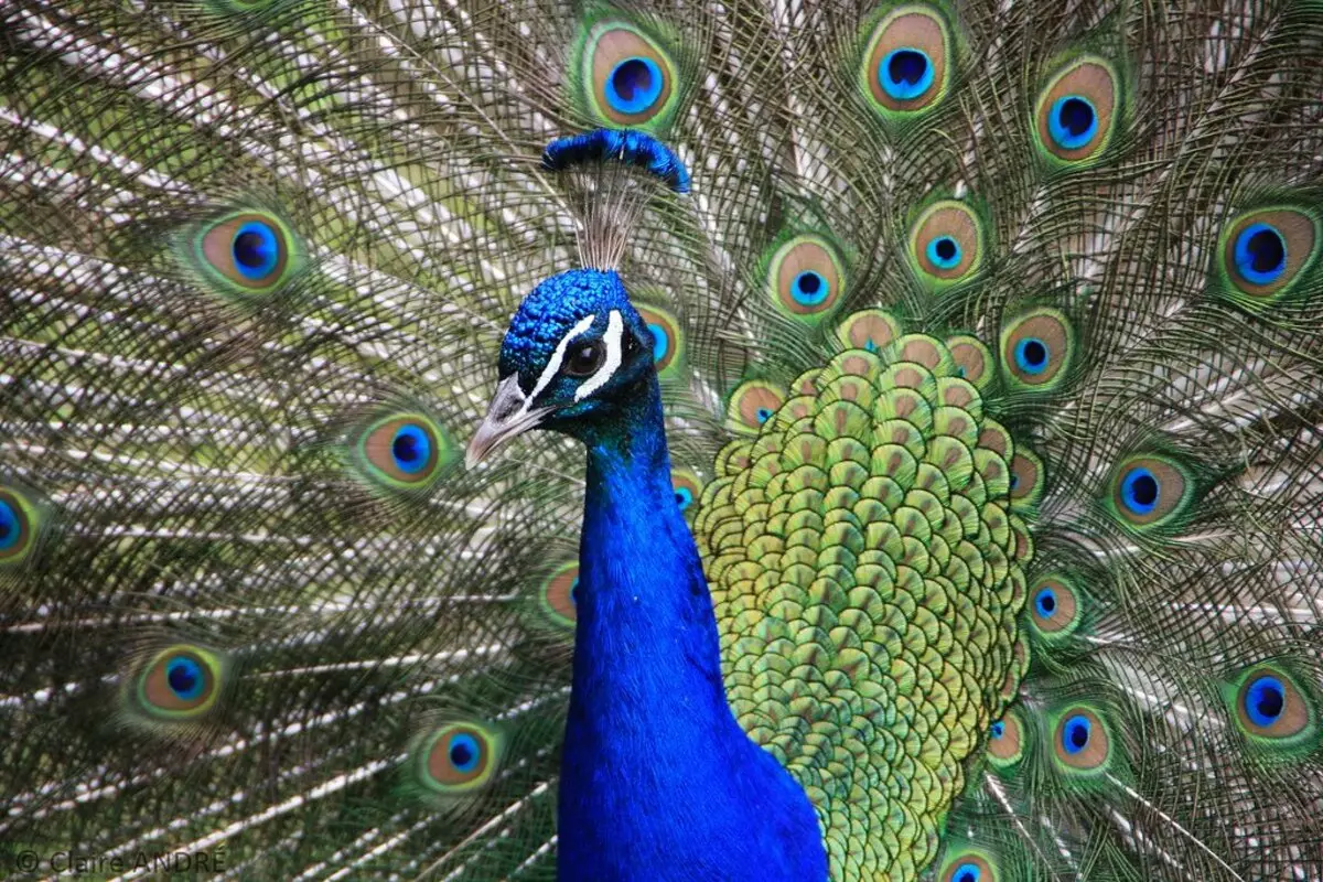 Tình yêu kỳ lạ Ông Pi. Peacock rơi vào trạm xăng như thế nào