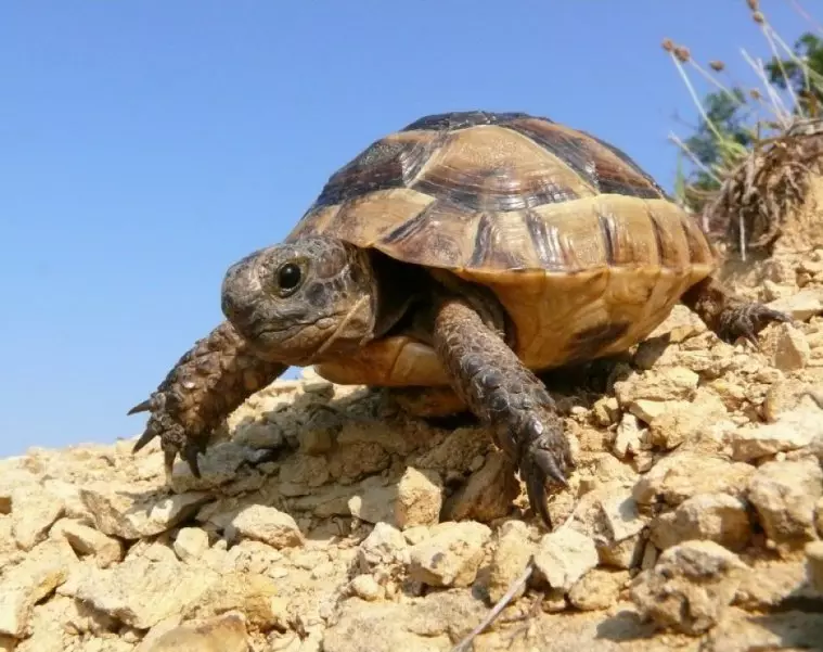 "Tainasoa Anamua." O le a faamatau laumei seāseā na faasaoina mai le faalavelave o le Mesozoic