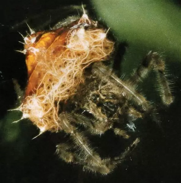 павукі Болас