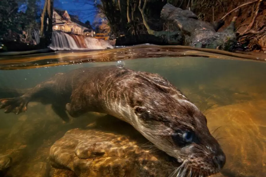 Otters: derýalarynyň eýeleri