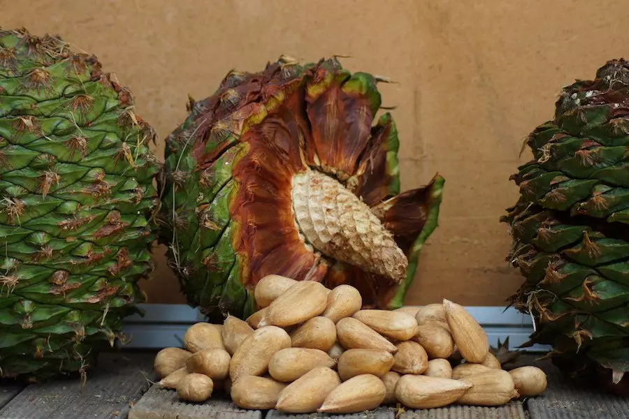 Megashishka araucaria bidville