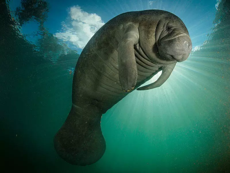 Rörelse runt havet kor