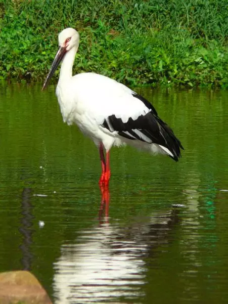 Storks abwerera!