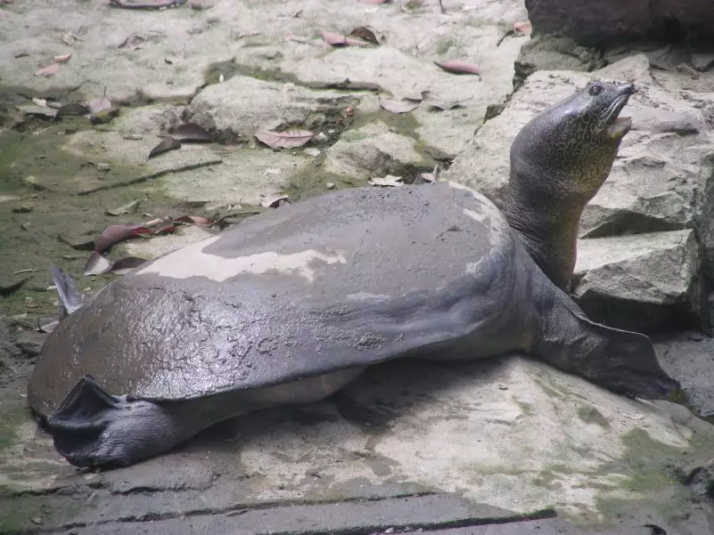 Největší světové sladkovodní želvy: mohou přežít