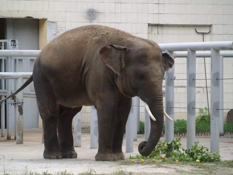 키예프의 동물원에서 코끼리 Chosouras는 아프다