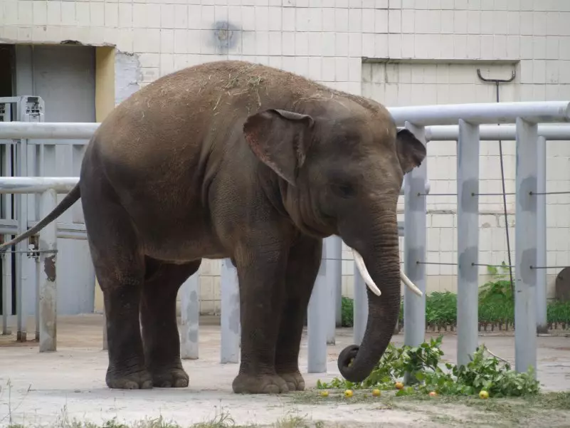 Ku Zoo ya Kiev, Njovu ya Siev, njovu idadwala