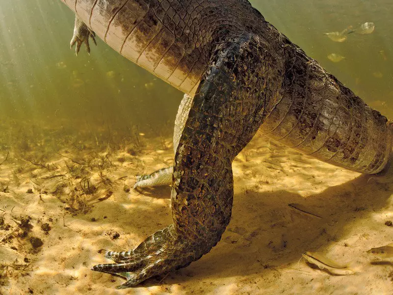Dychwelwch crocodeil