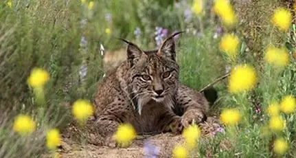 I-Iberia Lynx ingadumisa kuleli khulu leminyaka