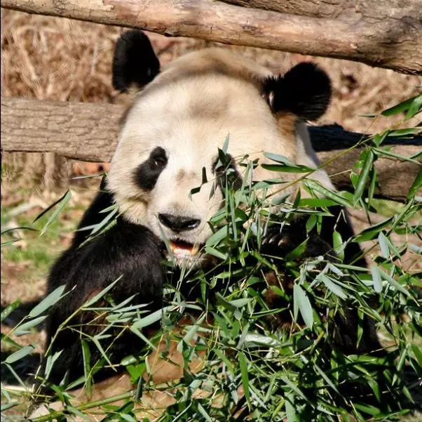 Rannsóknarmiðstöð Chengdu hleypt af stokkunum á netinu útsendingu stórra pandas