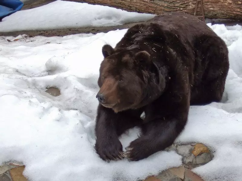 El oso de Yeltsin mejorará sus "condiciones de vivienda".