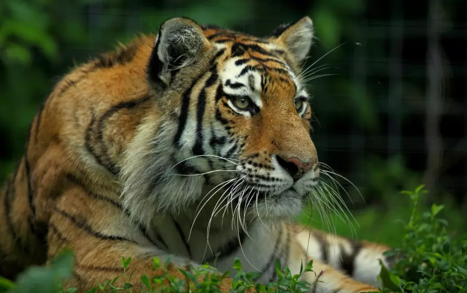 Geçen ýylyň dowamynda 19 amur tiger öldi