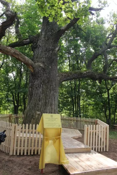 Sjúvas Oak varð Monument náttúrunnar Rússlands