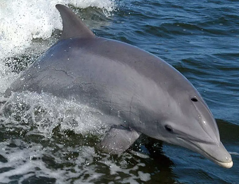 Os golfinhos têm uma memória longa registrada