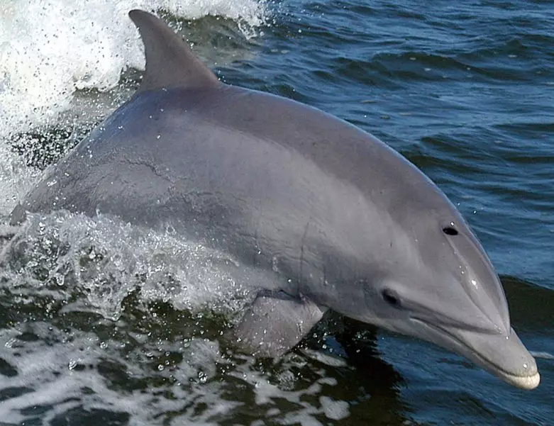 Dolphins maua se faamaumauga umi manatua