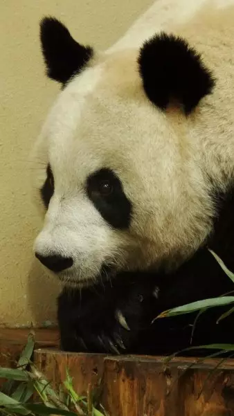 At bo i Skotland Pandas forbereder sig på at blive forældre