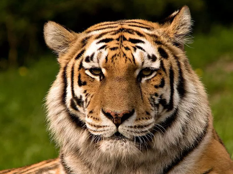 Amur Tigers mortas de la pesto