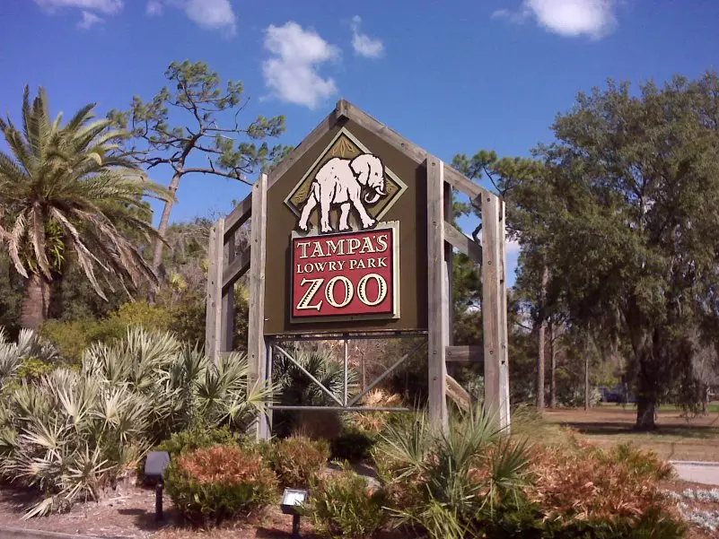 Elephant in the zoo of the city of Tampa chose the elephant name