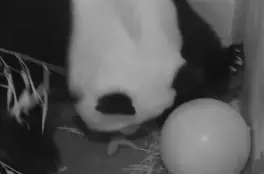 Panda lair ing Washington Zoo