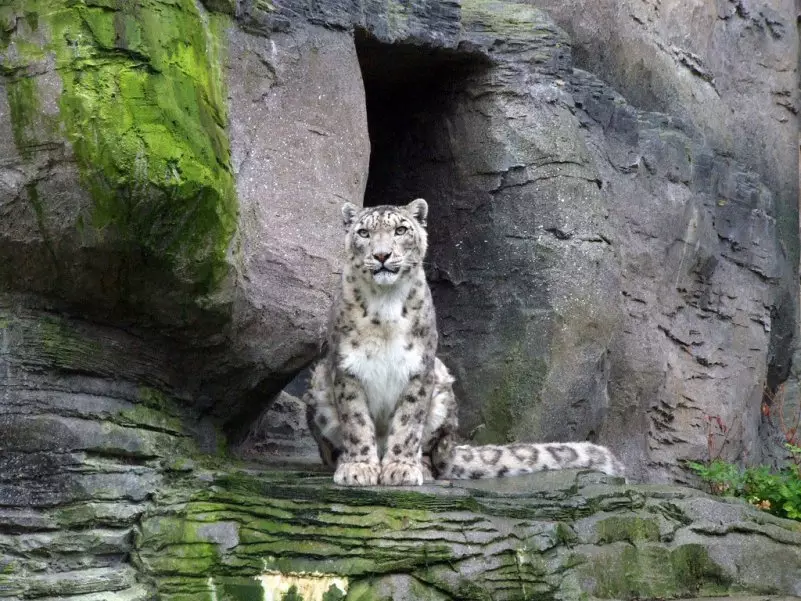 Cari Snow Leopard akan terlibat dalam pendaki