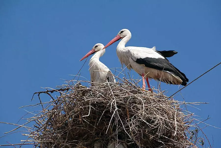 Ermenistan - welatek storks