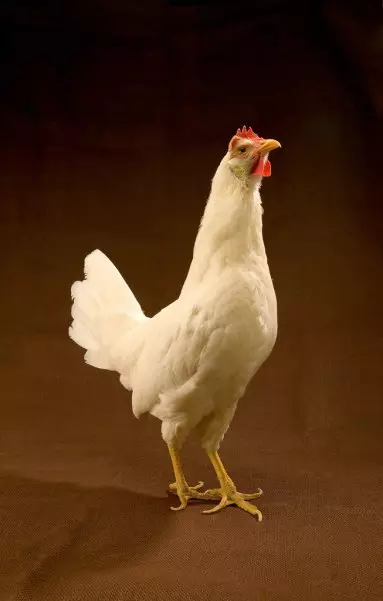 Ayam Amérika pantes umur tuwa sing nyaman