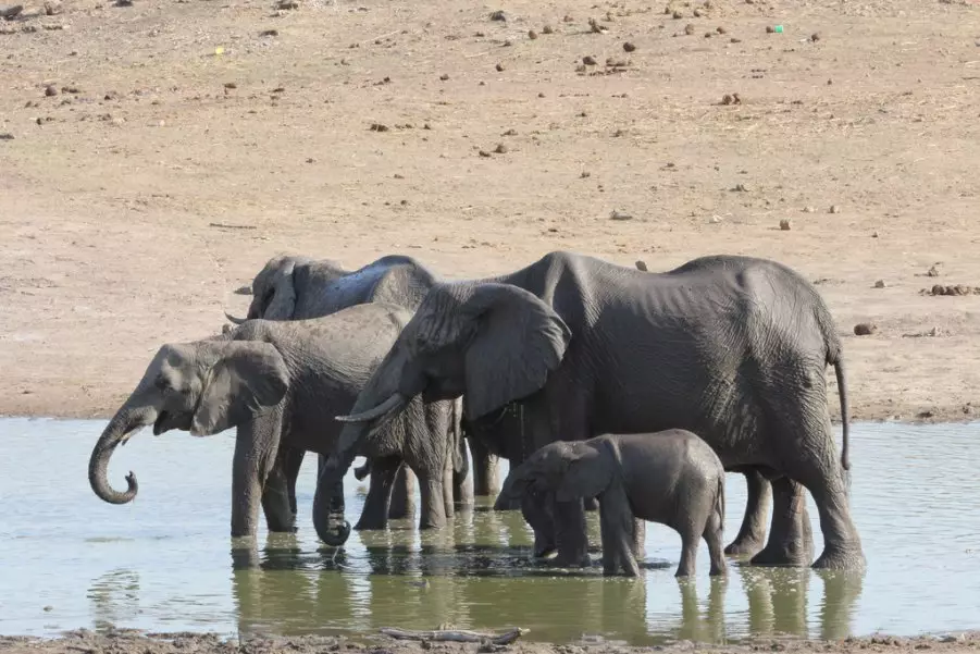 Poachers faaumatia elefane Aferika