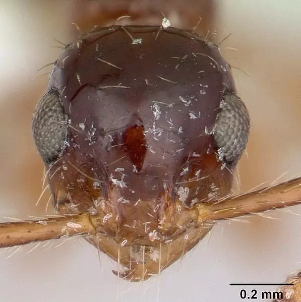 Parasitis Ants bûn parêzvan