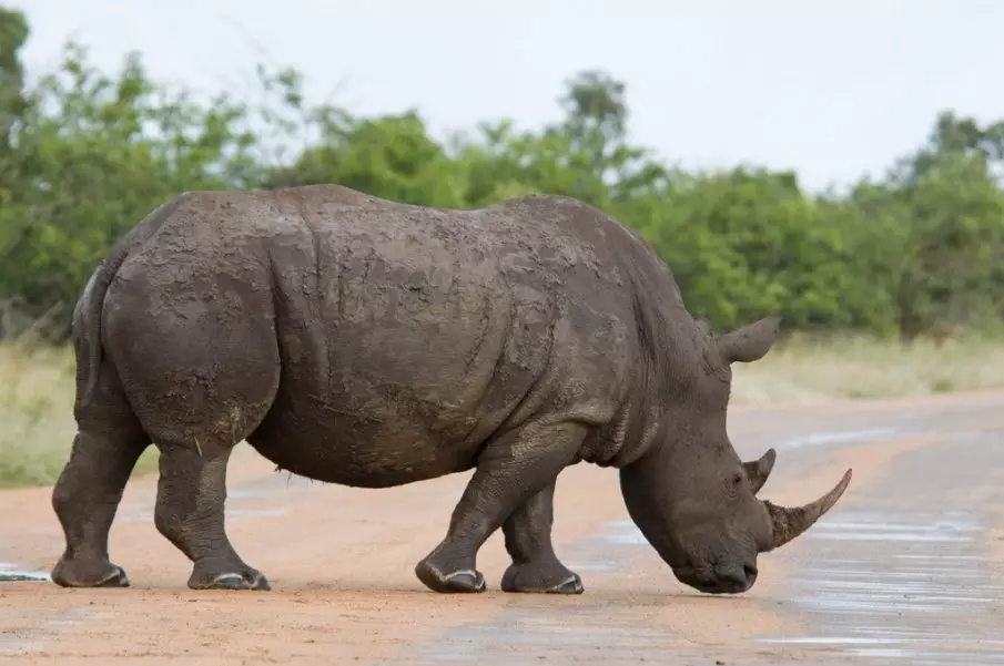 Méi a méi Rhinos stierft aus den Hänn vu Pachhers
