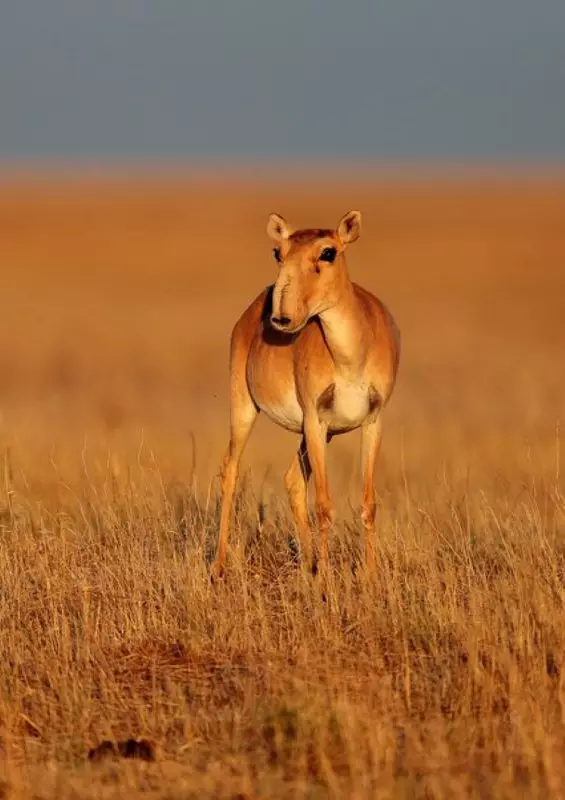 "Cabaco ruso": no paso da extinción