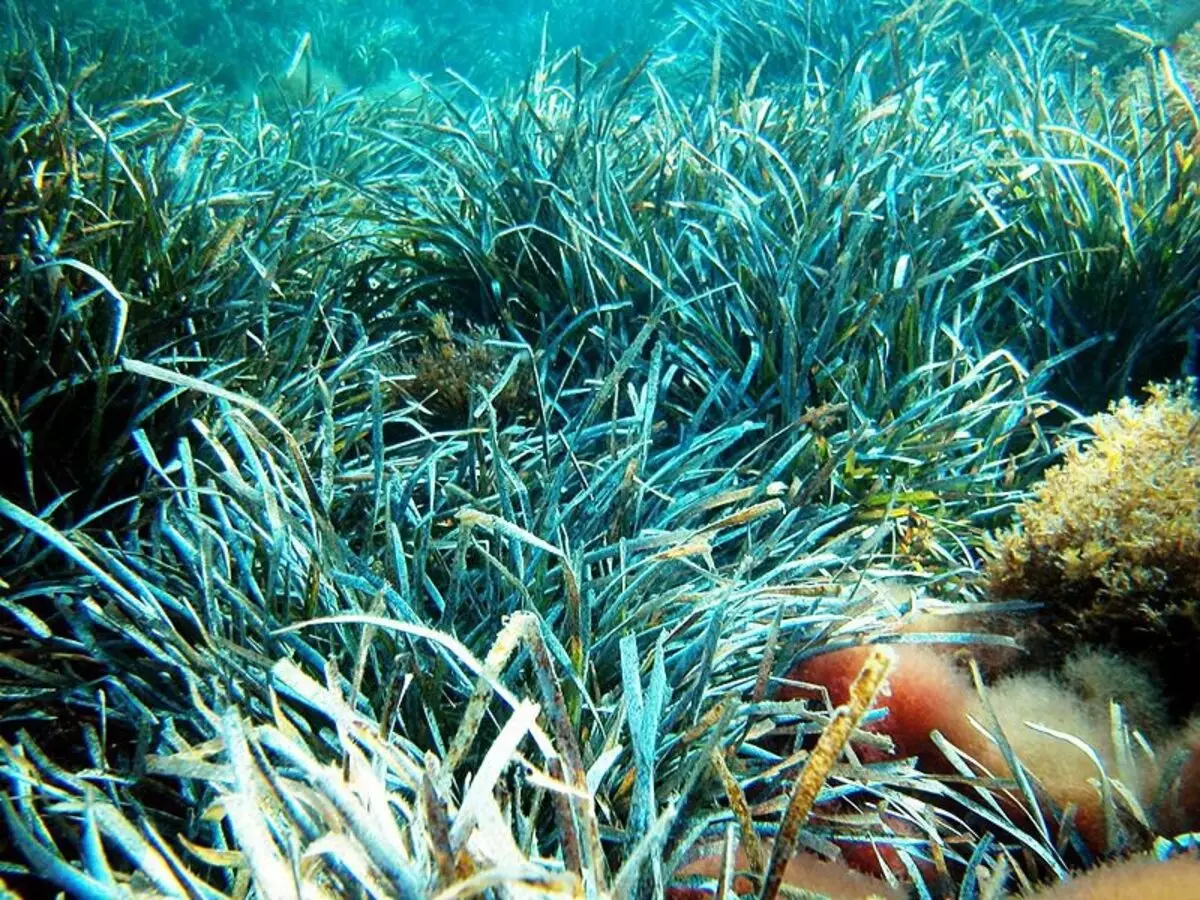 Costa Concordia havaroval Stredozemné more rastlín Byliny