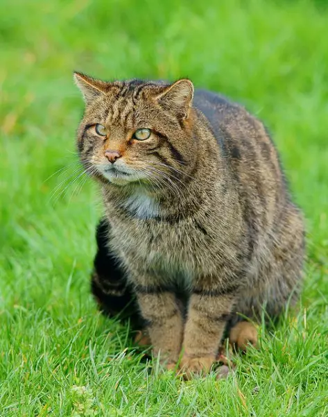 Škotska je obećao da će zaštititi divlje mačke