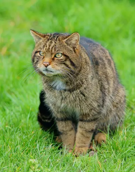 Scotland te pwomèt pou pwoteje chat sovaj yo