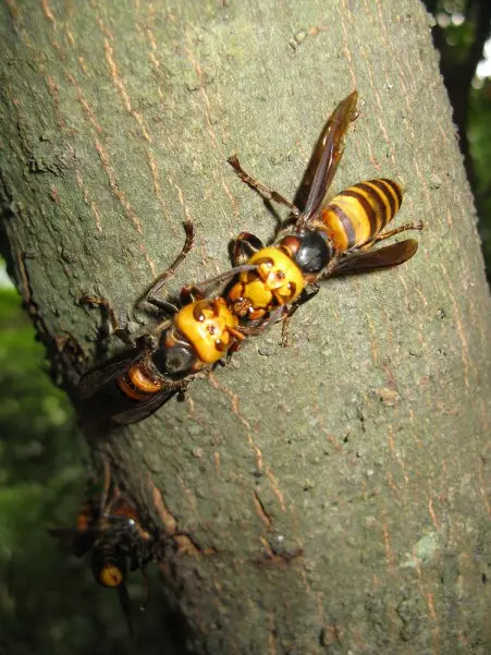 මාරාන්තික ෂර්නි.