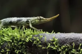 Teadlased kohtusid haruldase pika telje sisalikuga