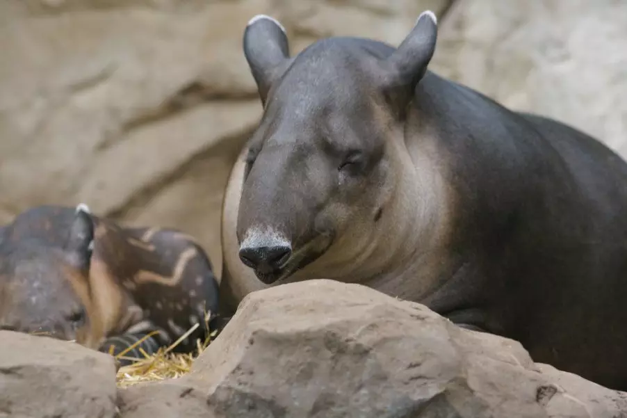 ニカラグアは彼のタピロを救います