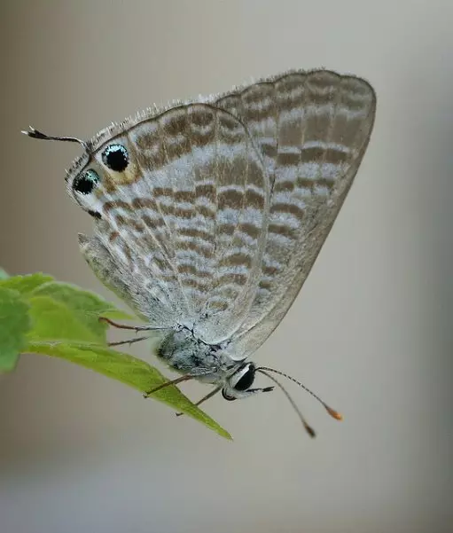 Exotic butterflies flew to the United King