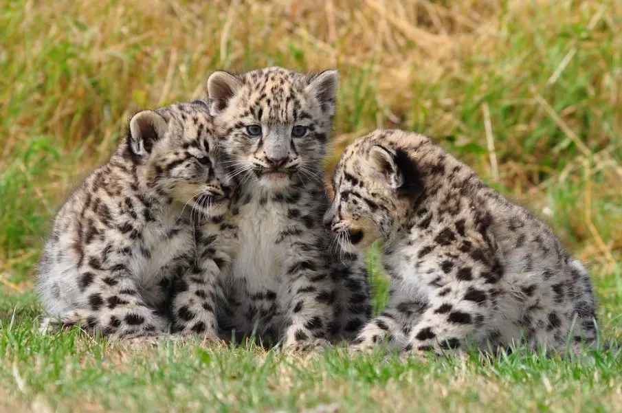 12 pasaulio šalių suvienys pastangas, kad apsaugotų sniego leopardus