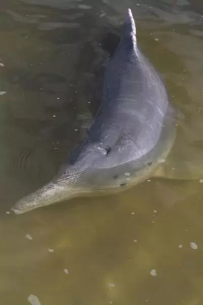 I Nord-Australia fant en ny slags delfiner