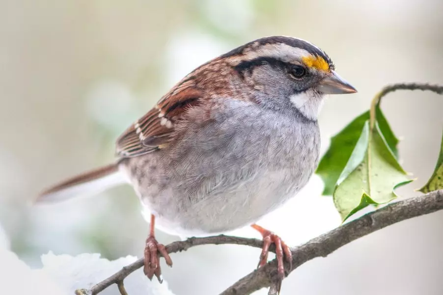 Vogels "voorspellen" weer, reageren op atmosferische druk