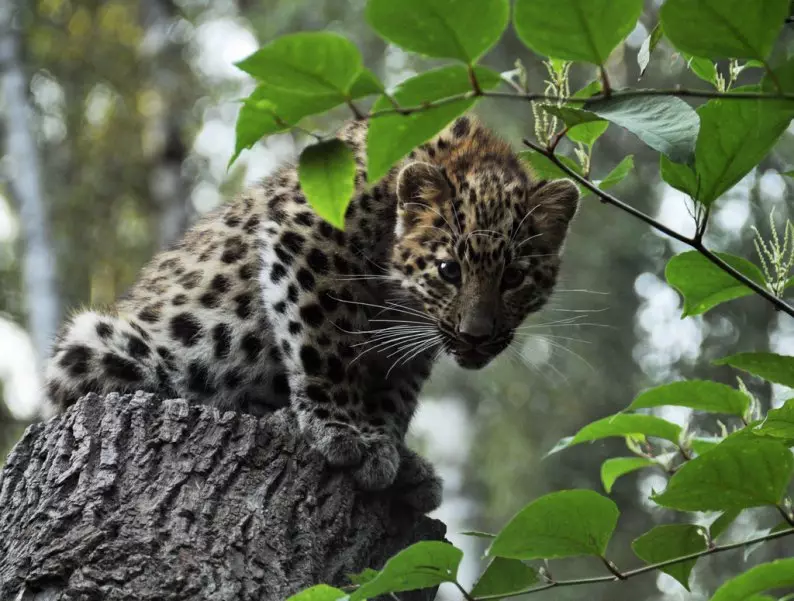 Ang Amur Leopard gikan sa Tallinn Zoo moabut sa Moscow